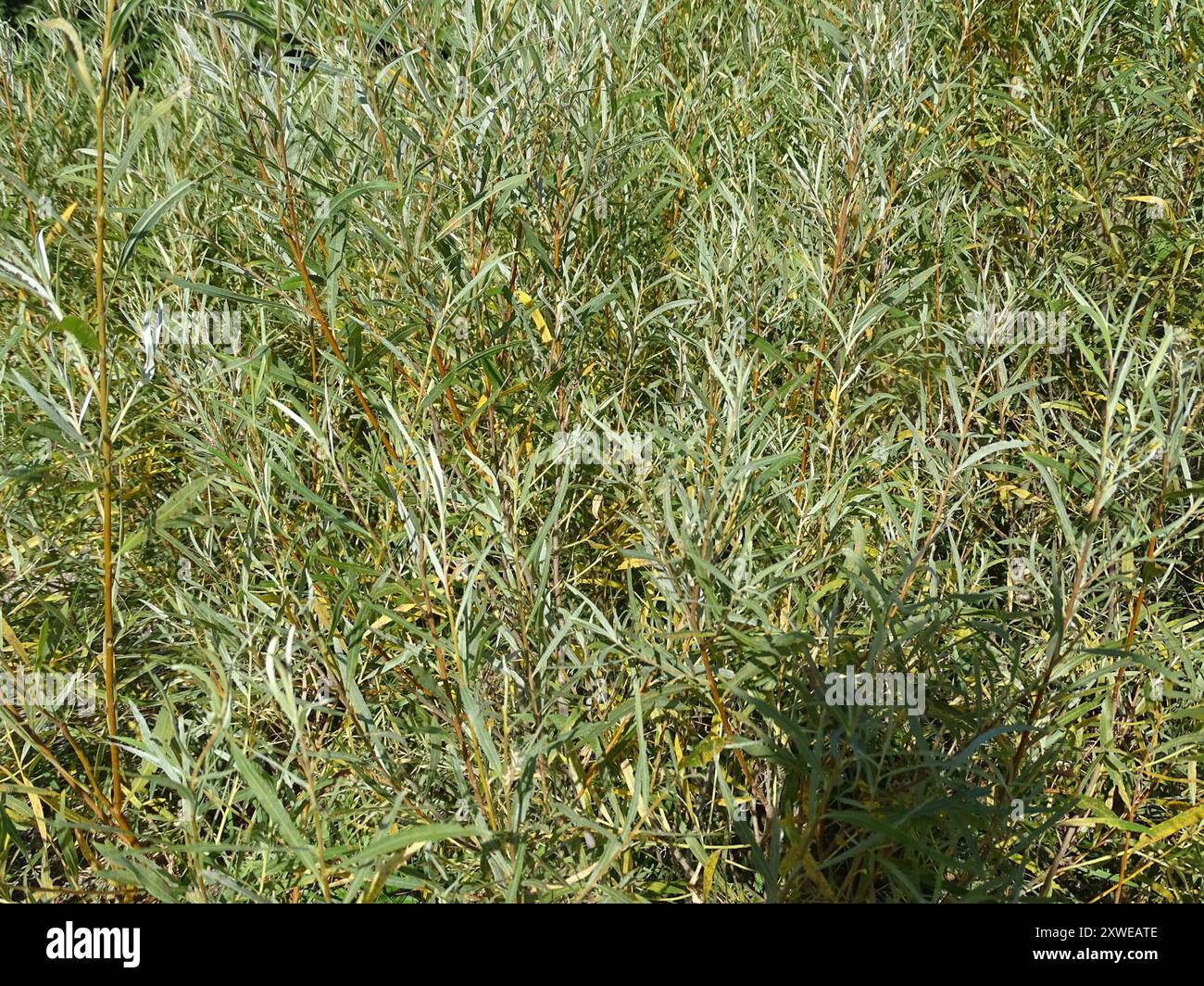 interior sandbar willow (Salix interior) Plantae Stock Photo - Alamy