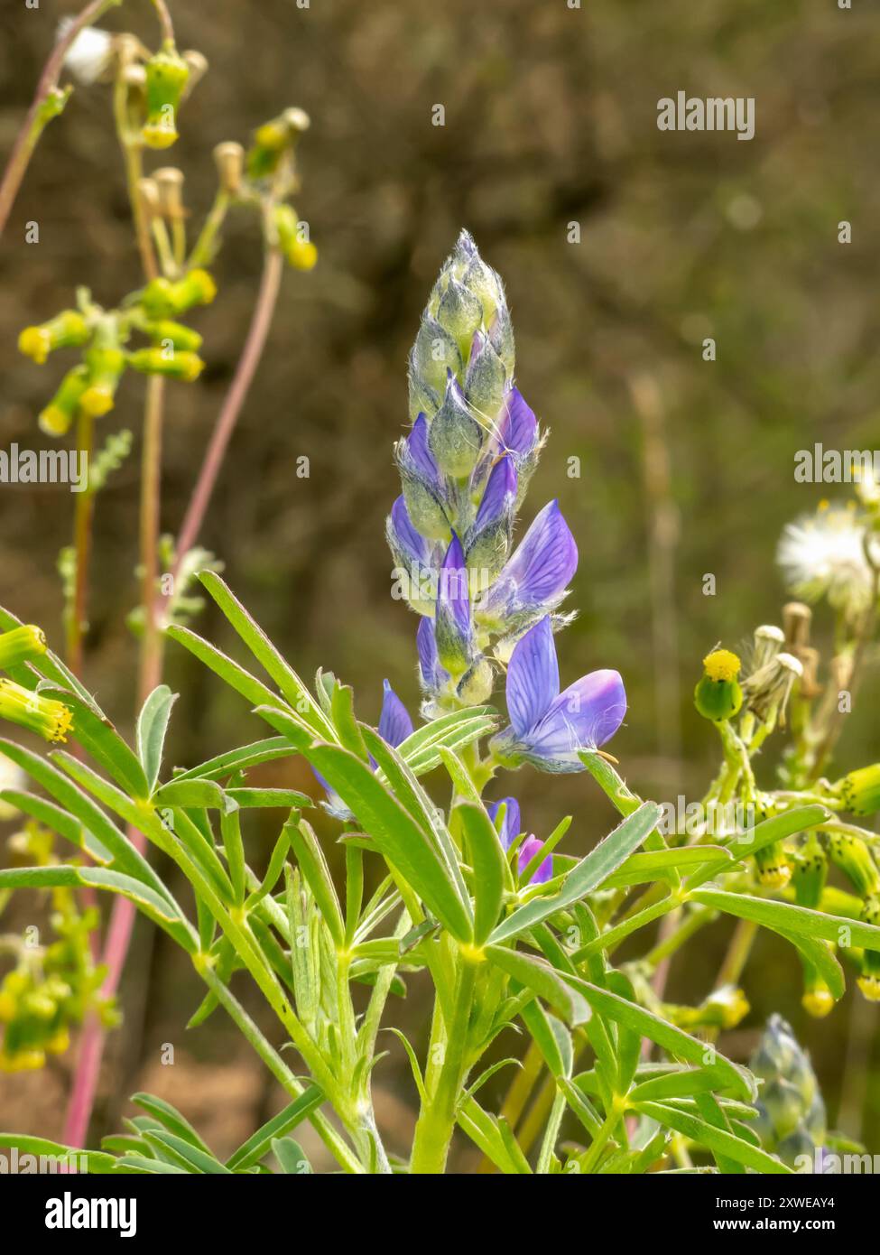 Lupinus angustifolius blue flower is a species of lupin known by many ...