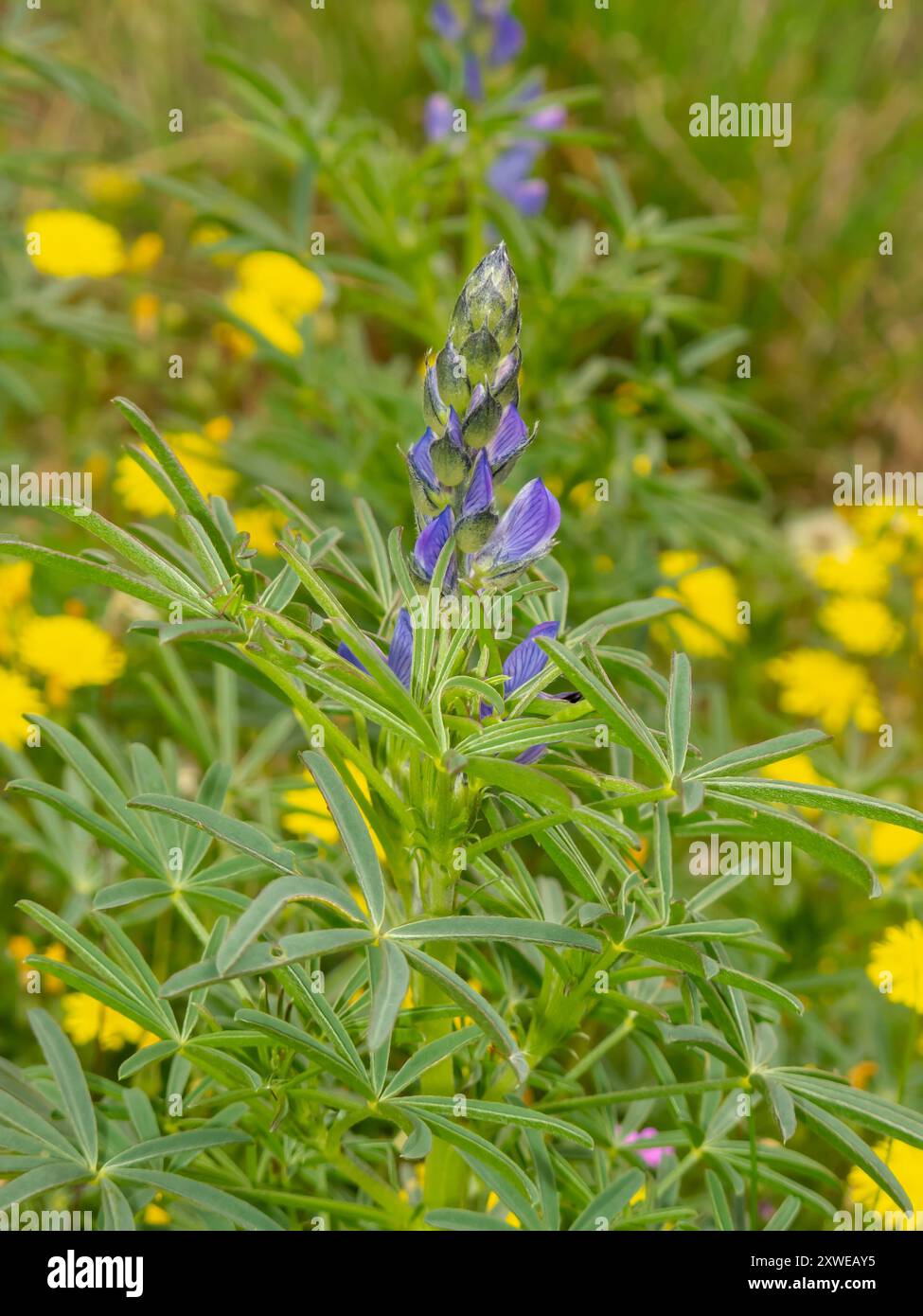 Lupinus angustifolius blue flower is a species of lupin known by many ...