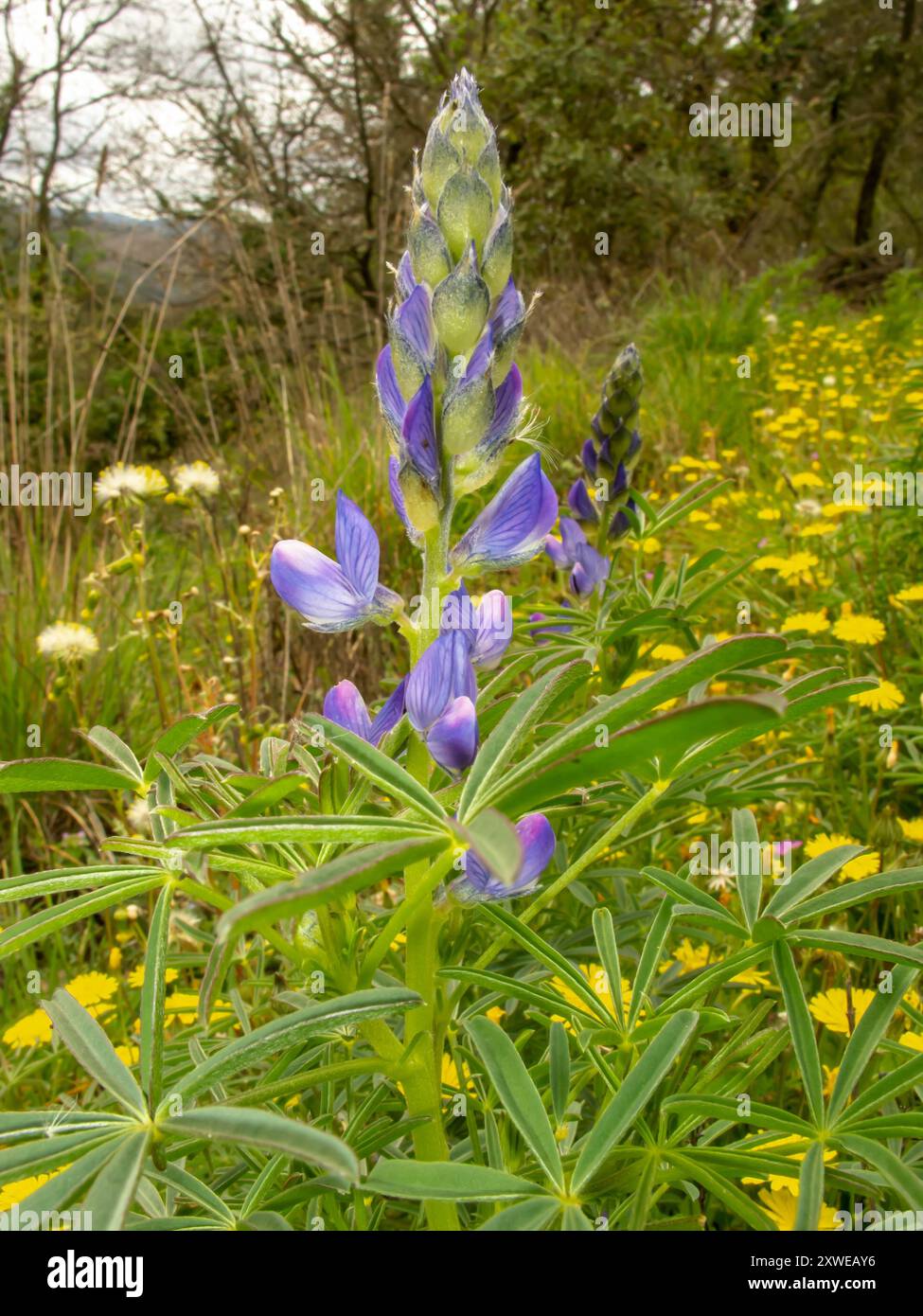 Lupinus angustifolius blue flower is a species of lupin known by many ...