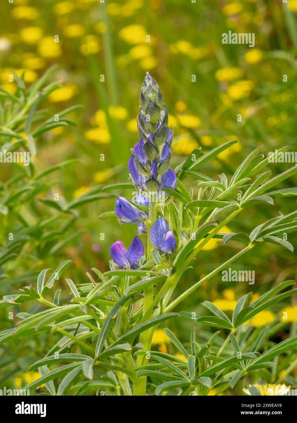 Lupinus angustifolius blue flower is a species of lupin known by many ...