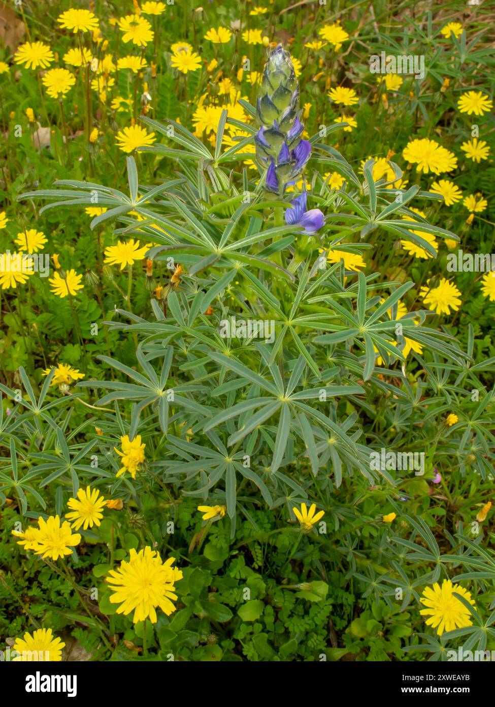 Lupinus angustifolius blue flower is a species of lupin known by many ...