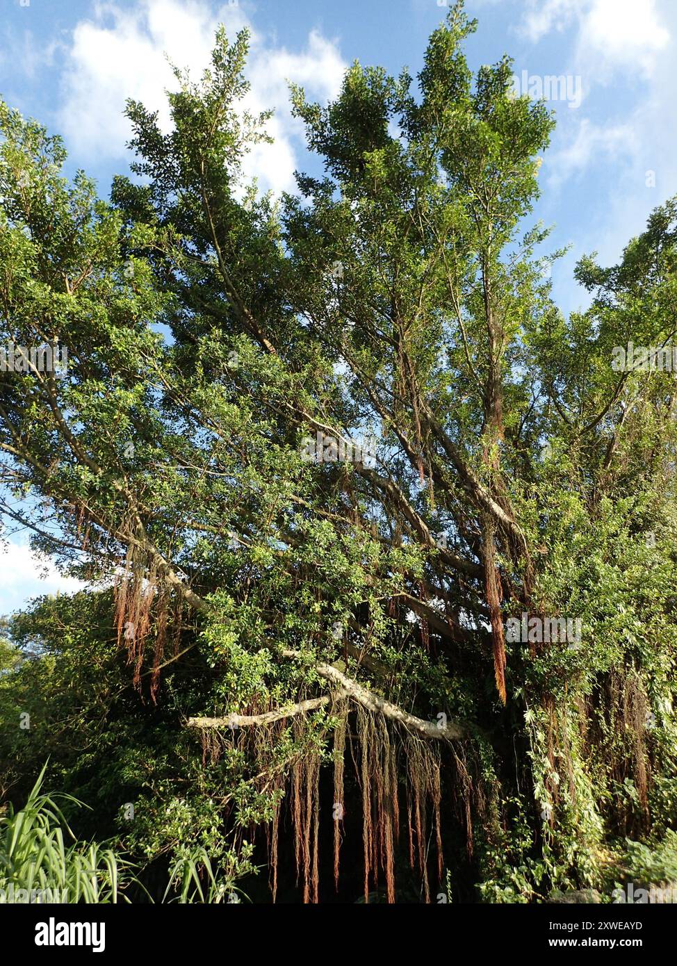 Chinese banyan (Ficus microcarpa) Plantae Stock Photo - Alamy