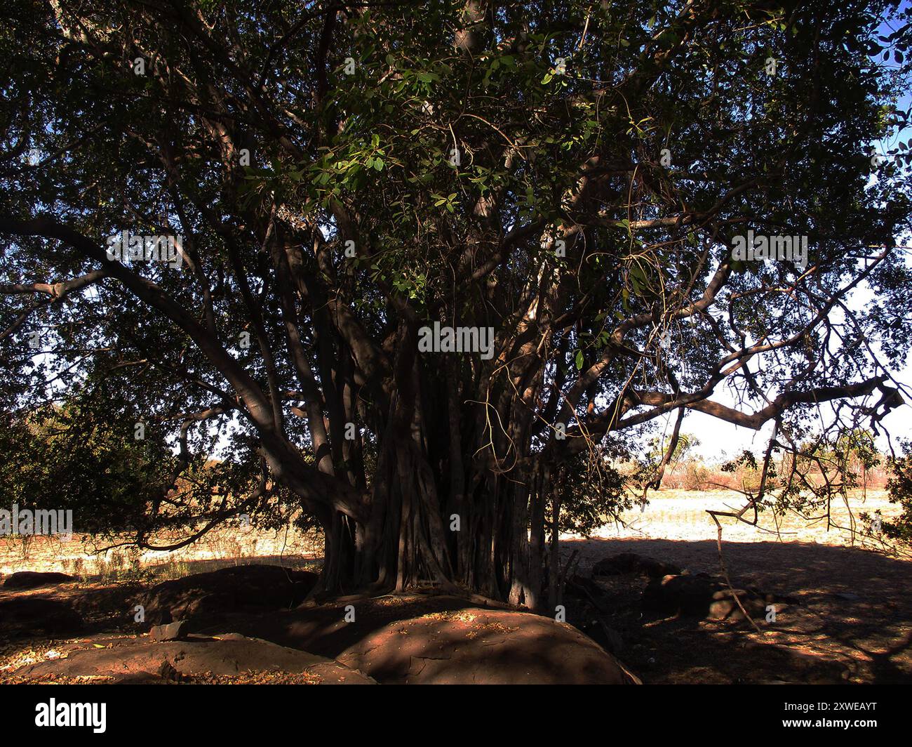 Common Wild Fig (Ficus burkei) Plantae Stock Photo - Alamy