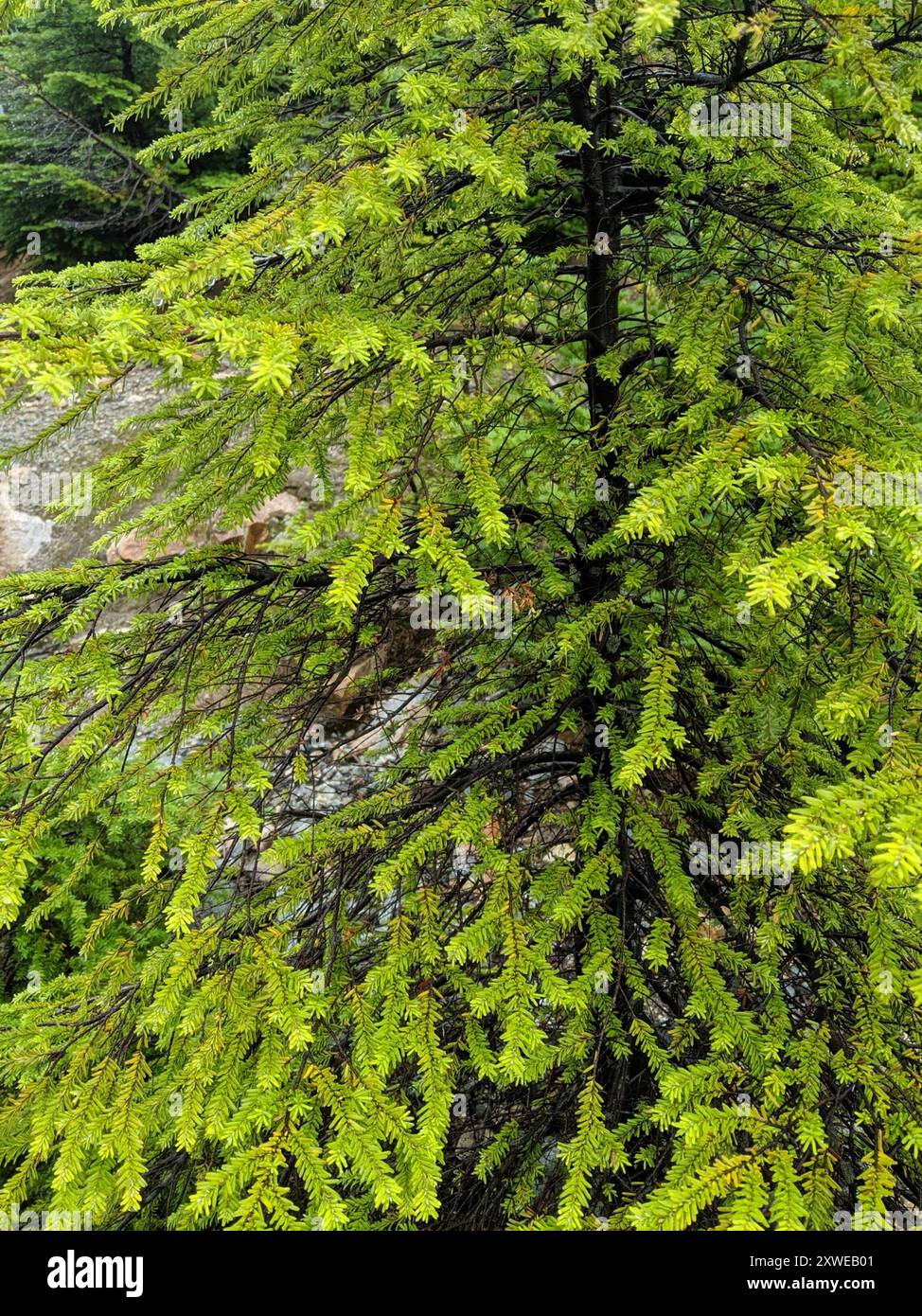 hemlocks (Tsuga) Plantae Stock Photo - Alamy