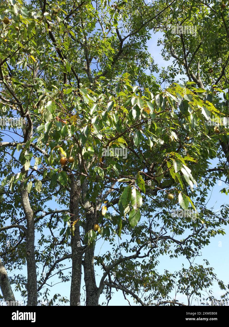 American persimmon (Diospyros virginiana) Plantae Stock Photo - Alamy