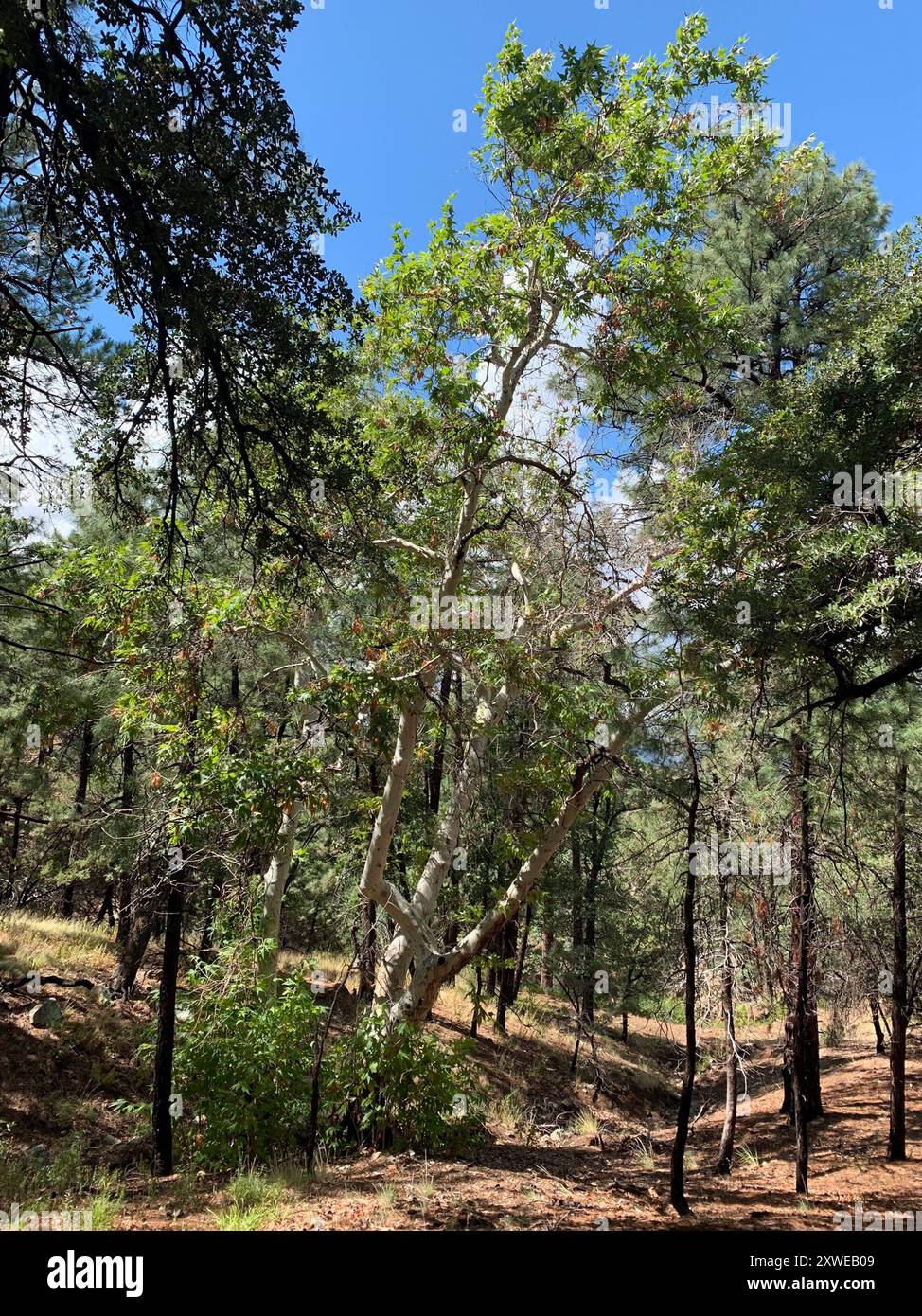 Arizona sycamore (Platanus wrightii) Plantae Stock Photo - Alamy