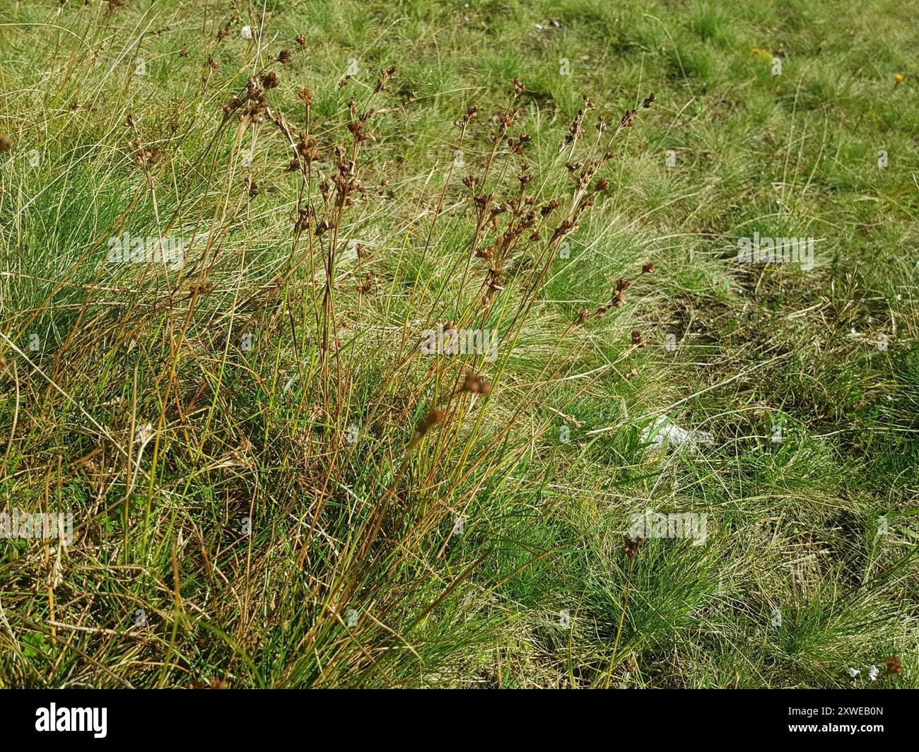 Heath rush juncus squarrosus hi-res stock photography and images - Alamy
