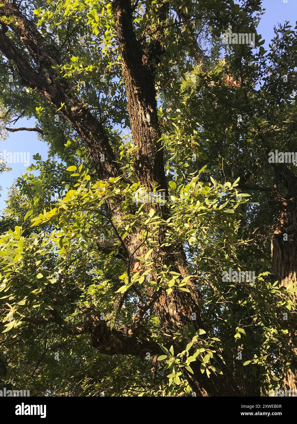 Cedar Elm (Ulmus crassifolia) Plantae Stock Photo - Alamy