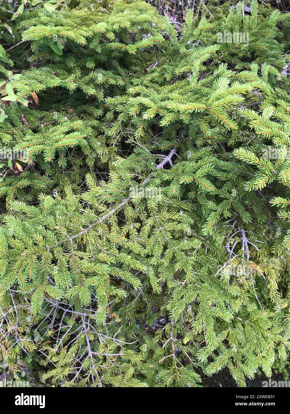 red spruce (Picea rubens) Plantae Stock Photo - Alamy
