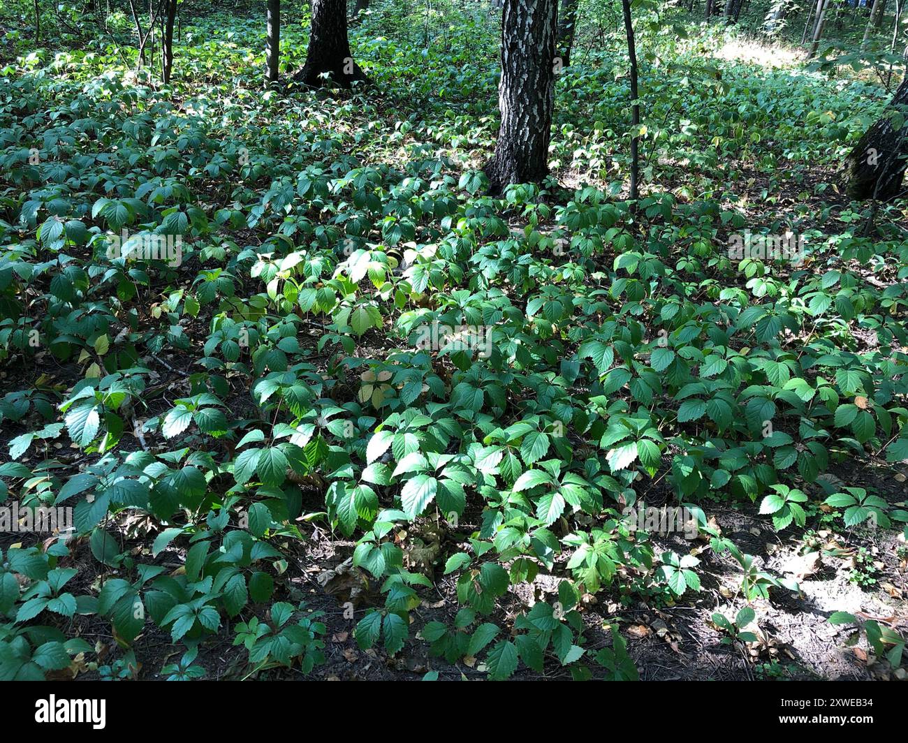 thicket creeper (Parthenocissus inserta) Plantae Stock Photo - Alamy