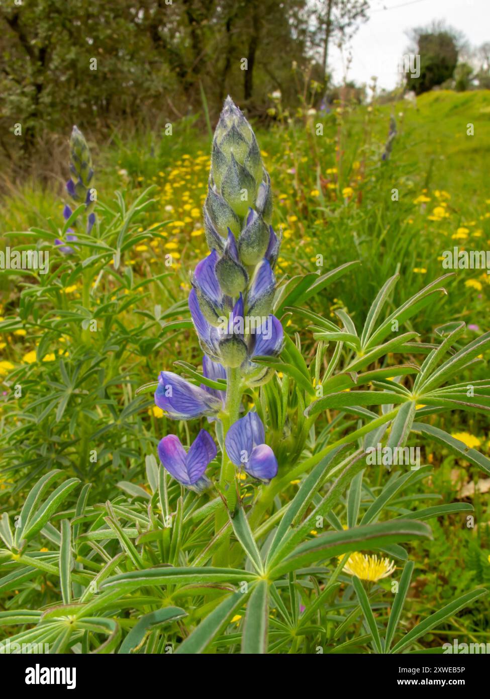 Lupinus angustifolius blue flower is a species of lupin known by many ...