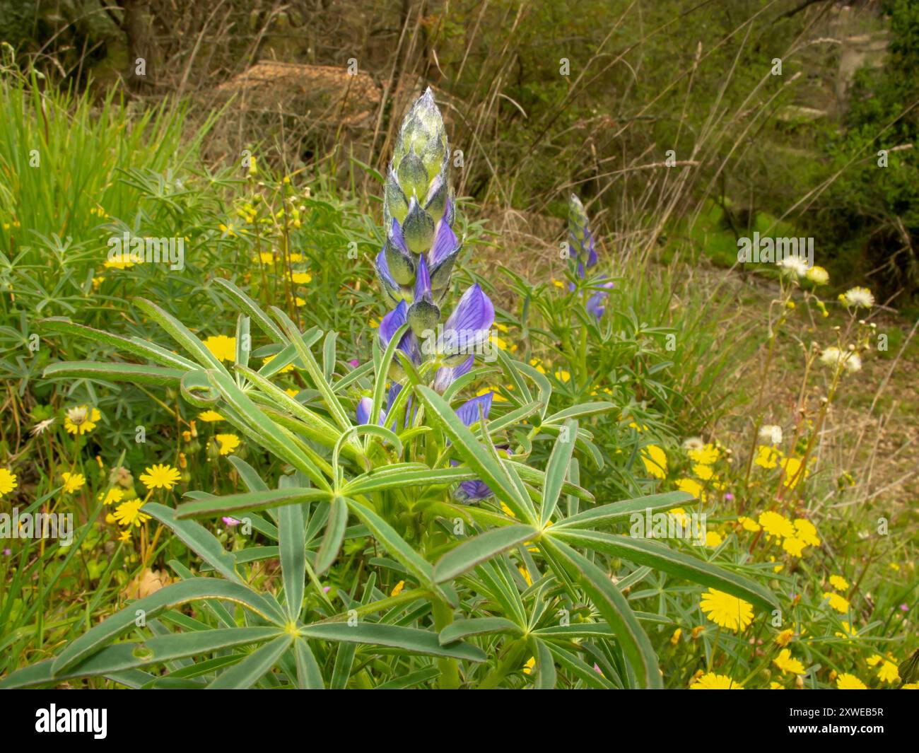 Lupinus angustifolius blue flower is a species of lupin known by many ...