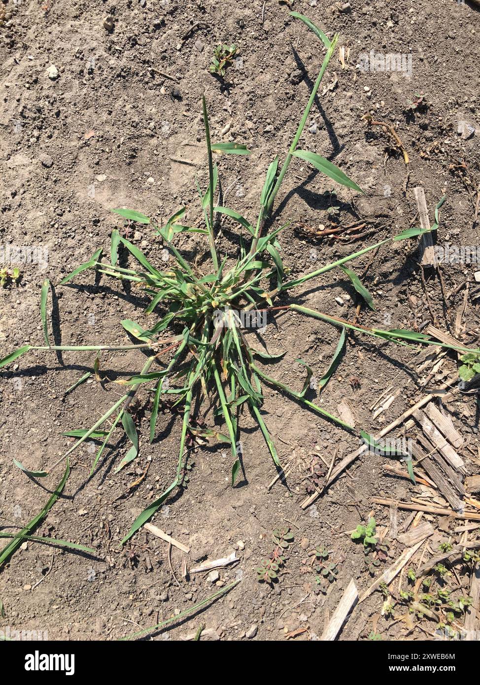 Hairy Crabgrass (Digitaria sanguinalis) Plantae Stock Photo - Alamy