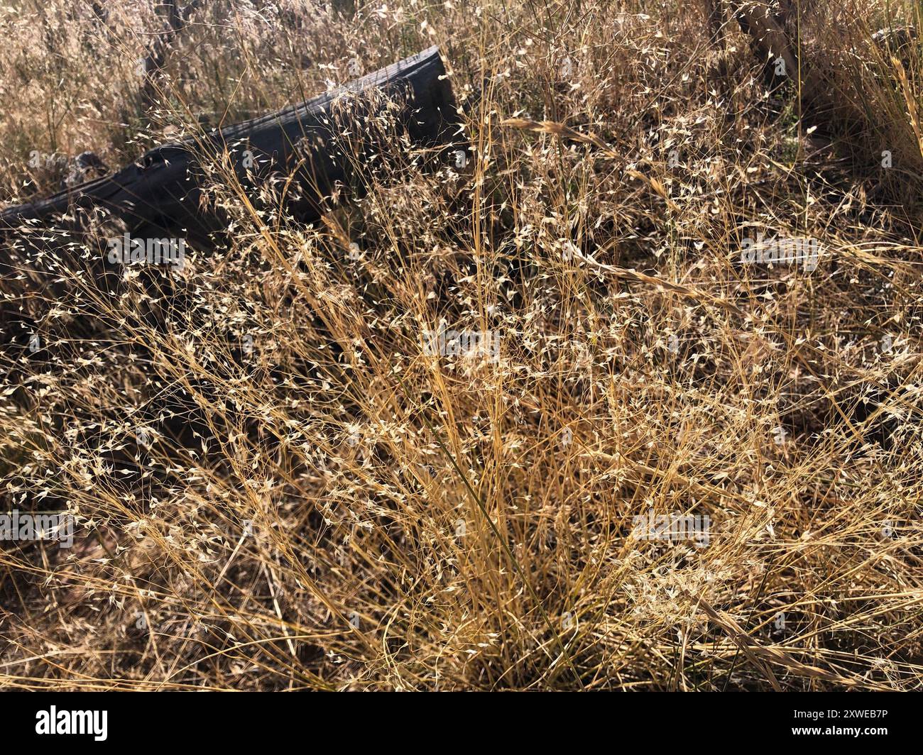 Sand Ricegrass (Eriocoma hymenoides) Plantae Stock Photo - Alamy