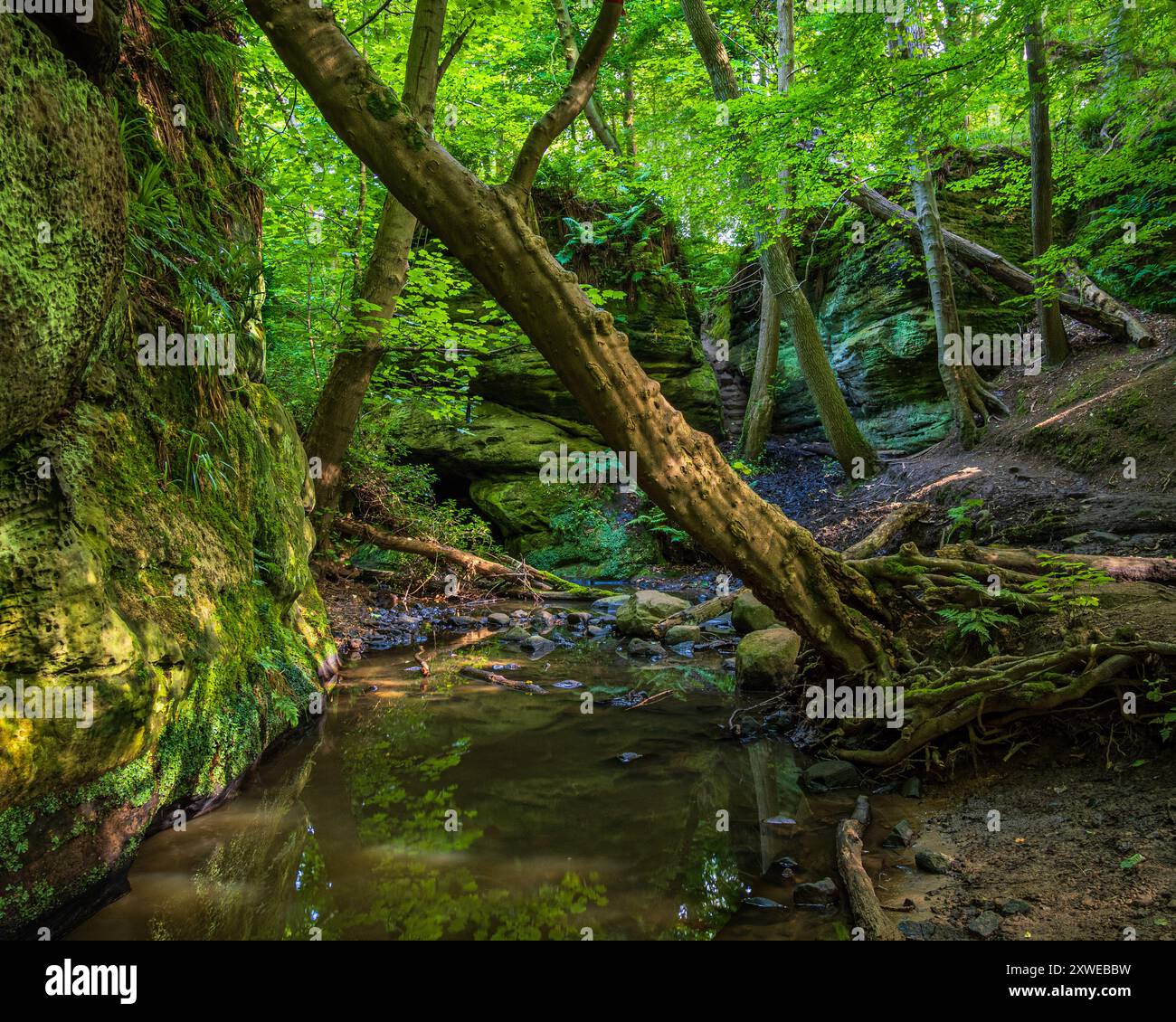 Shaded by woodland and shrouded in mystery, Dunino Den was an ancient ...