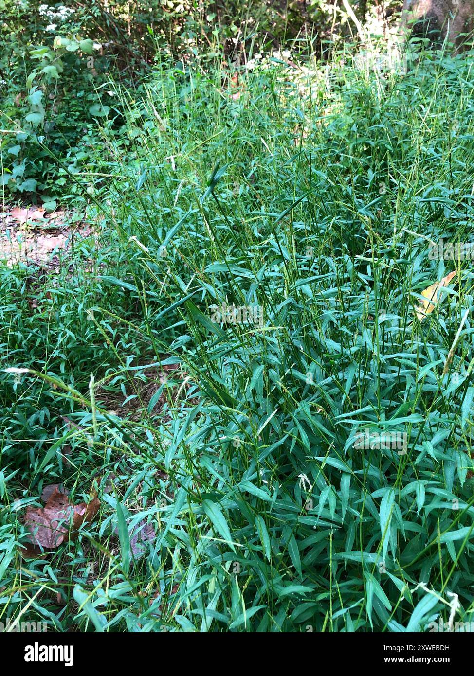 Japanese stiltgrass (Microstegium vimineum) Plantae Stock Photo - Alamy