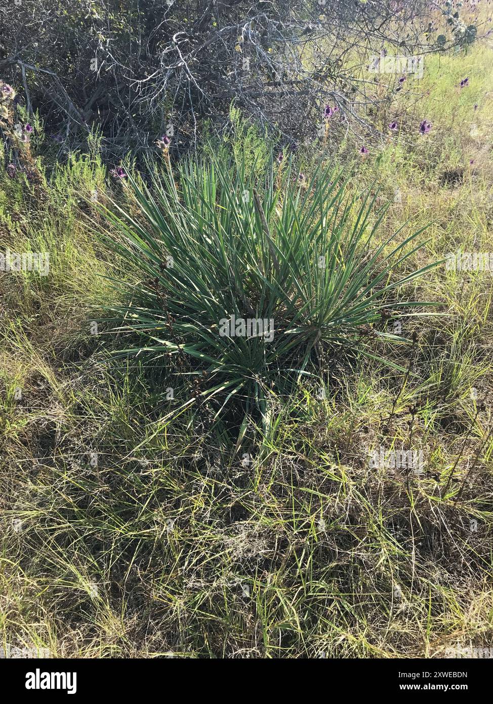 Yucca arkansana hi-res stock photography and images - Alamy