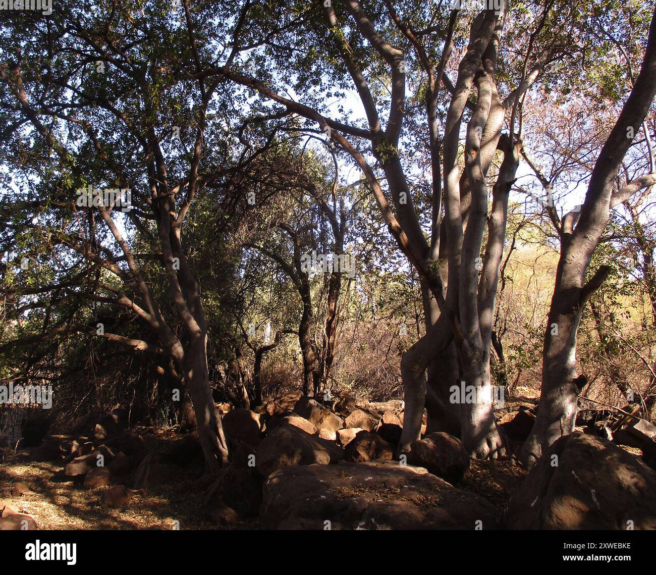 Common Wild Fig (Ficus burkei) Plantae Stock Photo - Alamy