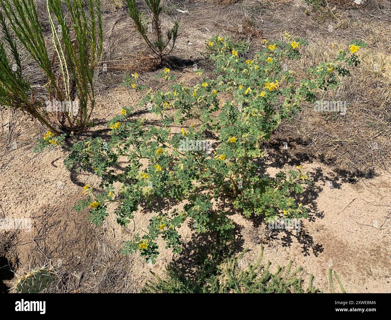 buffalo-bur (Solanum rostratum) Plantae Stock Photo - Alamy