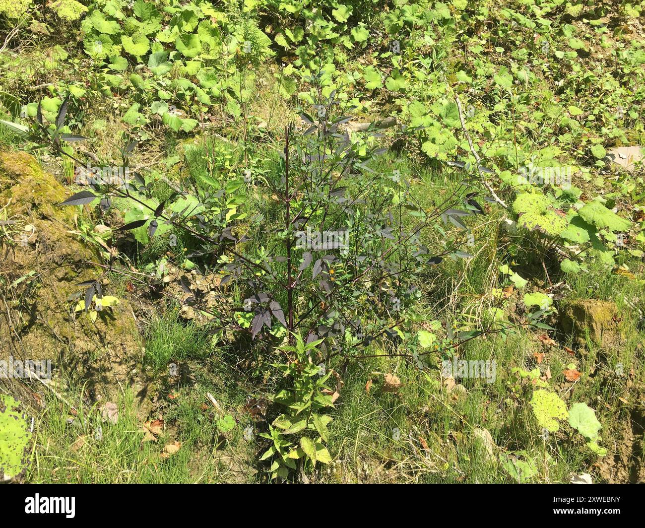 Devil's Beggarticks (Bidens frondosa) Plantae Stock Photo - Alamy