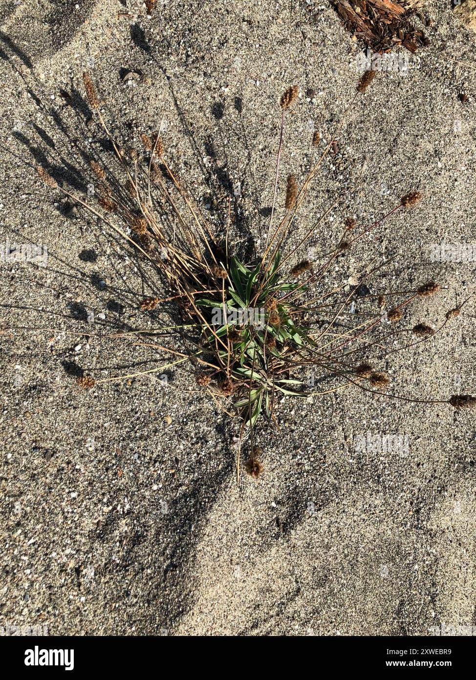 ribwort plantain (Plantago lanceolata) Plantae Stock Photo - Alamy