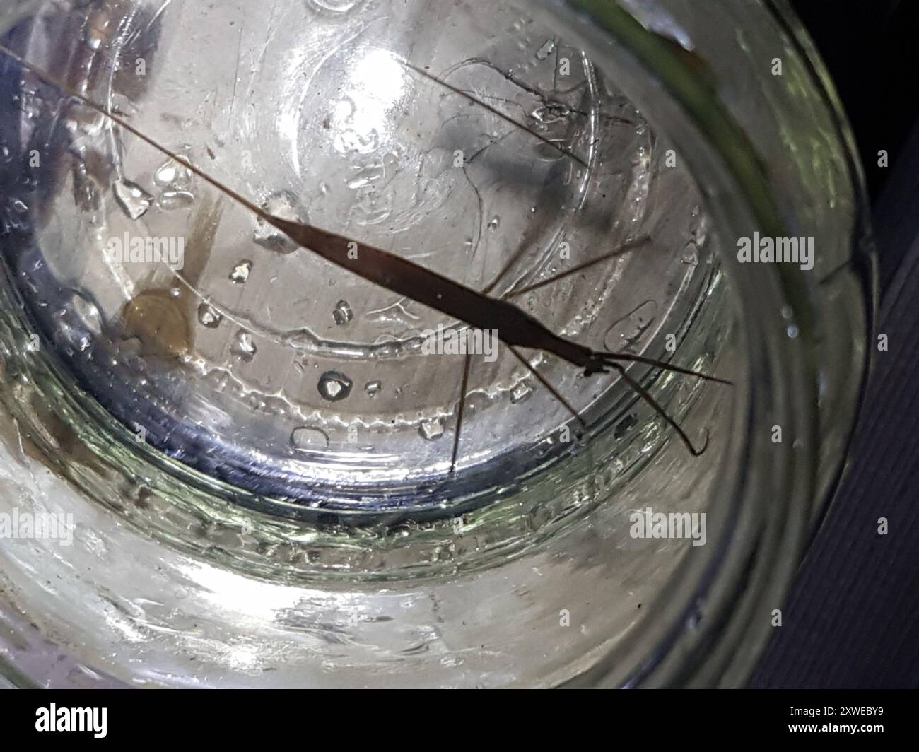 Eurasian Water Stick Insect (Ranatra linearis) Insecta Stock Photo - Alamy