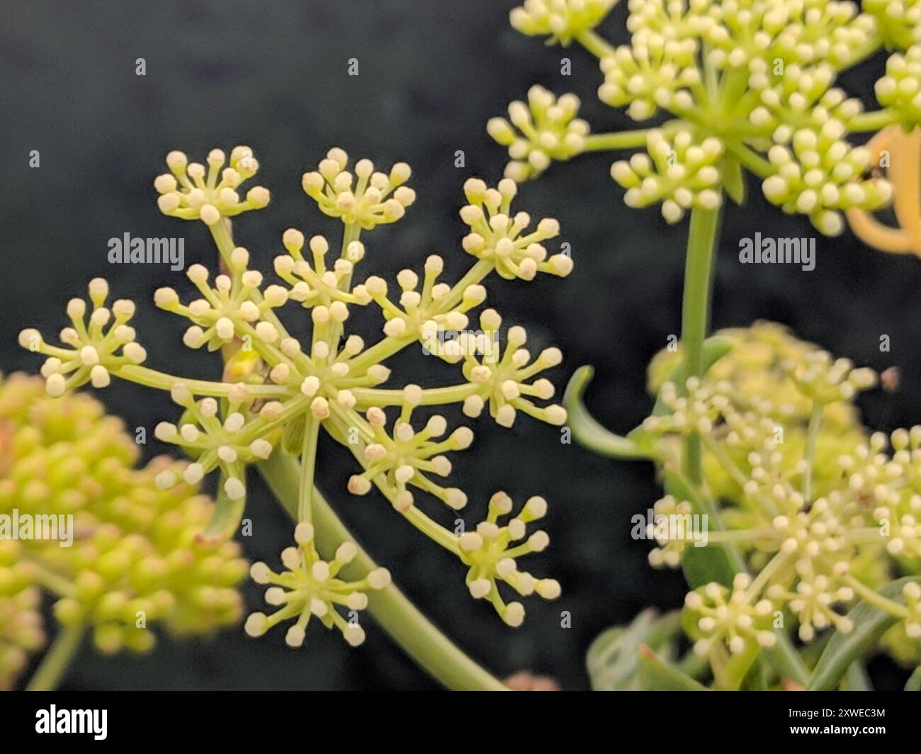 rock samphire (Crithmum maritimum) Plantae Stock Photo - Alamy