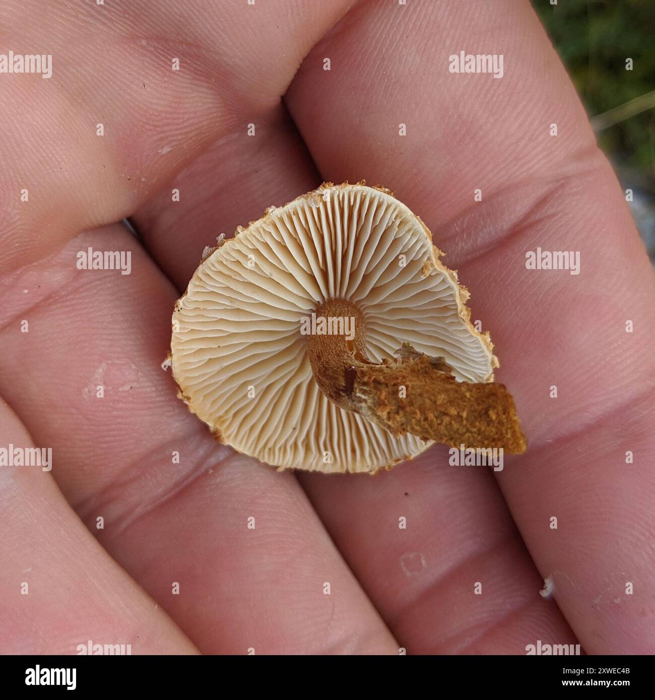 Earthy Powdercap (Cystoderma amianthinum) Fungi Stock Photo - Alamy
