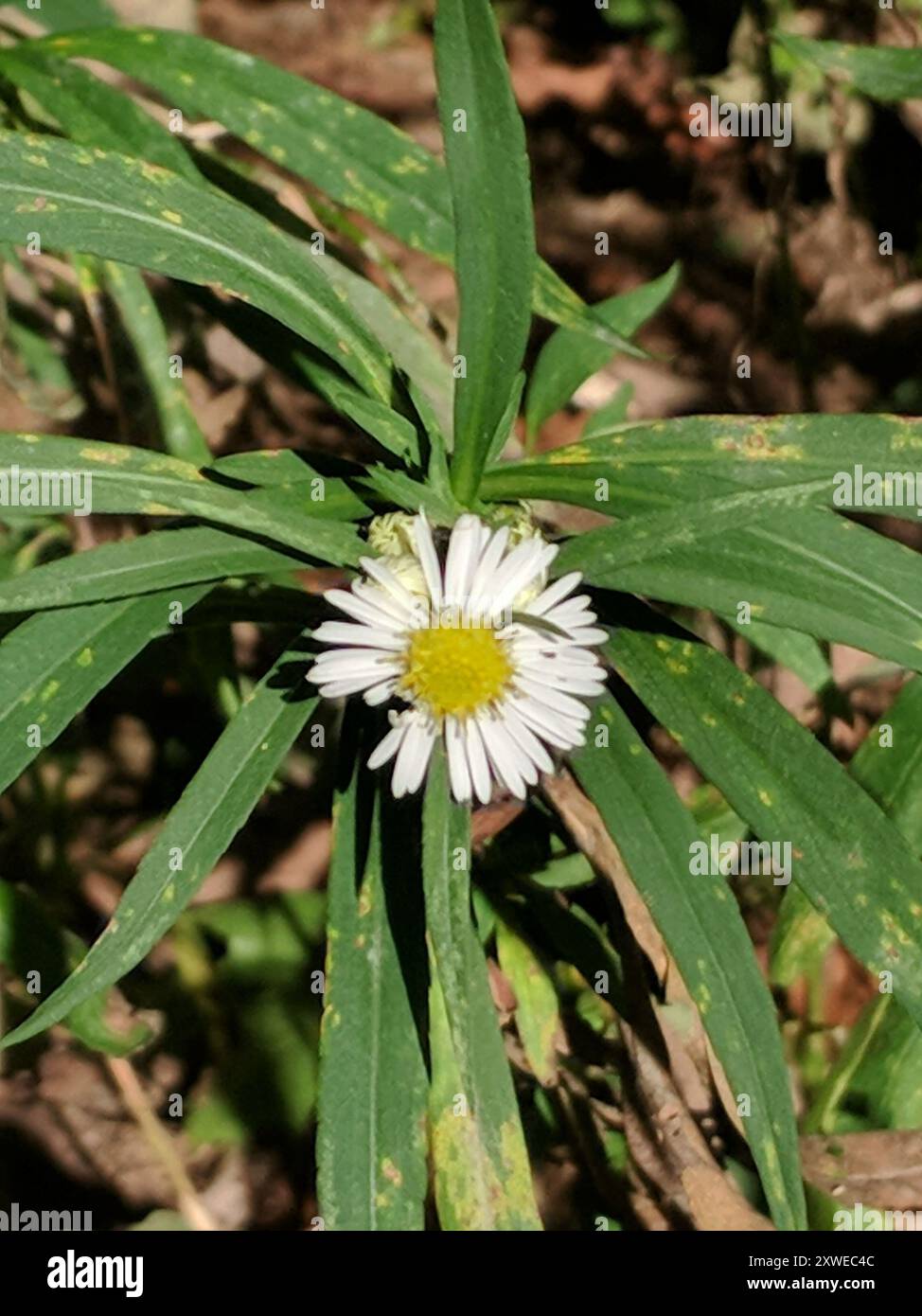 asters and allies (Astereae) Plantae Stock Photo - Alamy