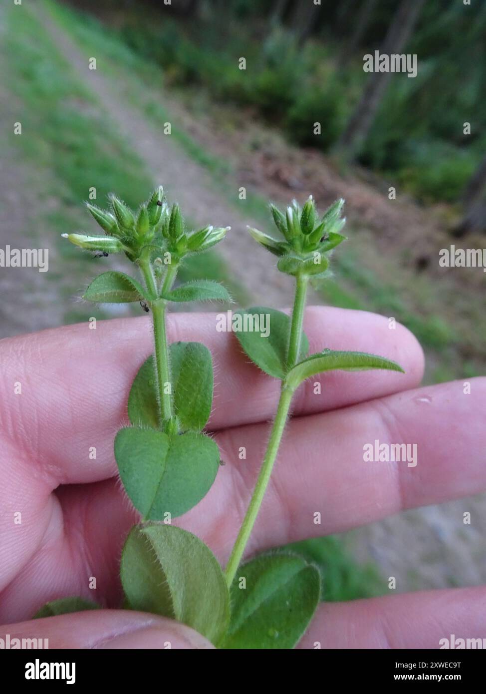 Sticky mouse-ear chickweed (Cerastium glomeratum) Plantae Stock Photo ...