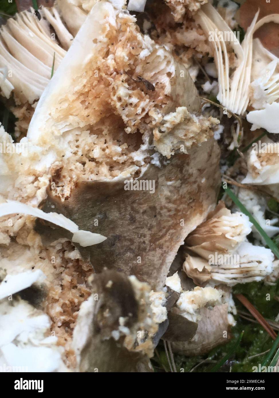 Fried Chicken Mushroom (Lyophyllum decastes) Fungi Stock Photo - Alamy
