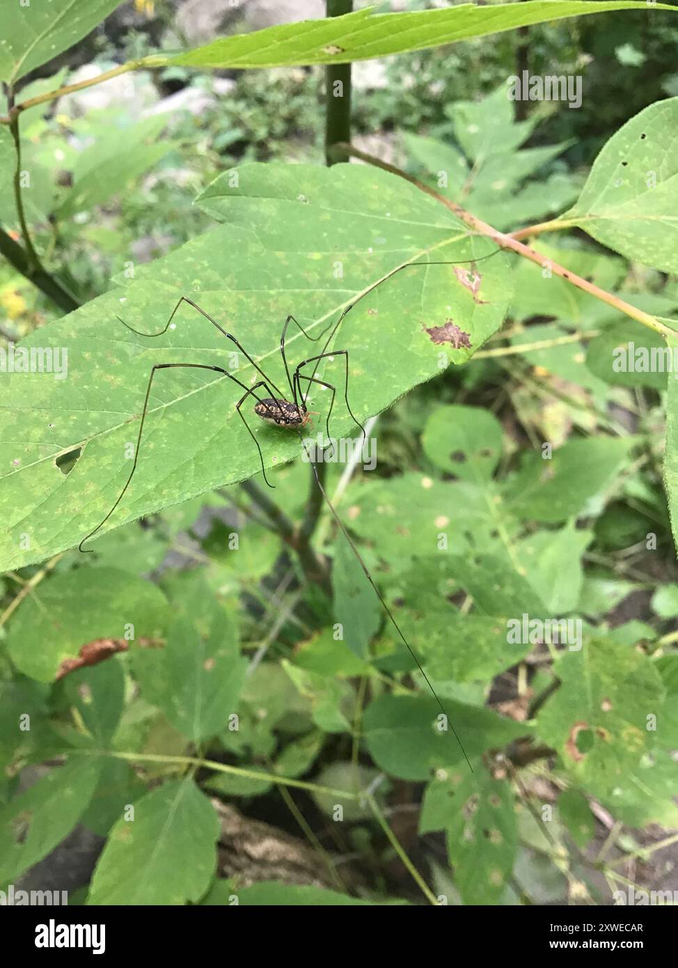Eastern Harvestman (Leiobunum vittatum) Arachnida Stock Photo - Alamy