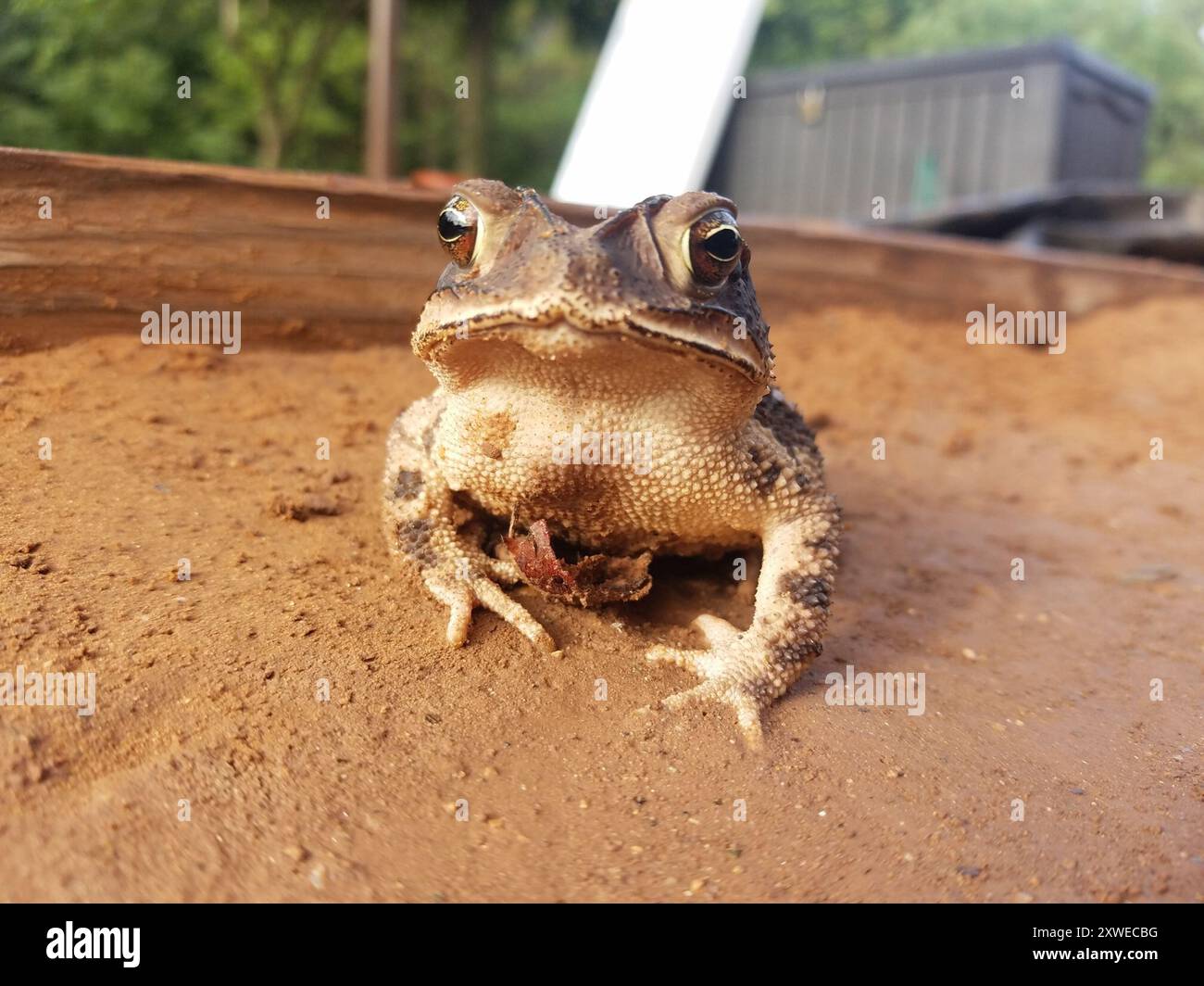 Gulf Coast Toad (Incilius nebulifer) Amphibia Stock Photo - Alamy