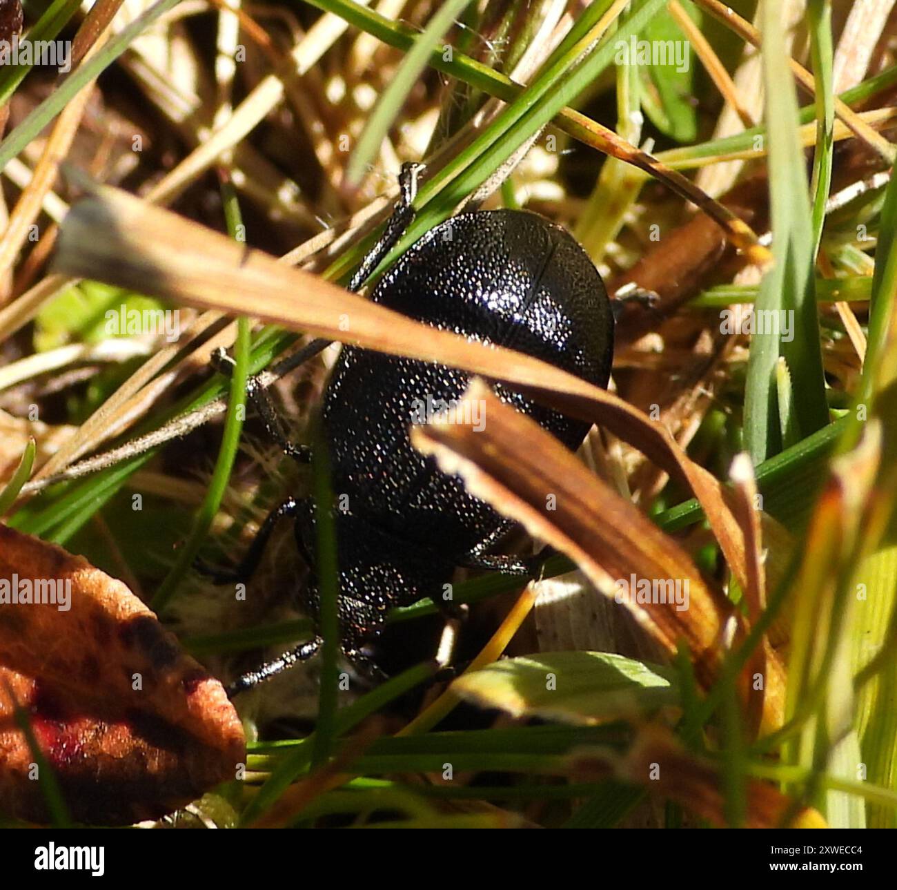 black-punctured leaf beetle (Galeruca tanaceti) Insecta Stock Photo - Alamy