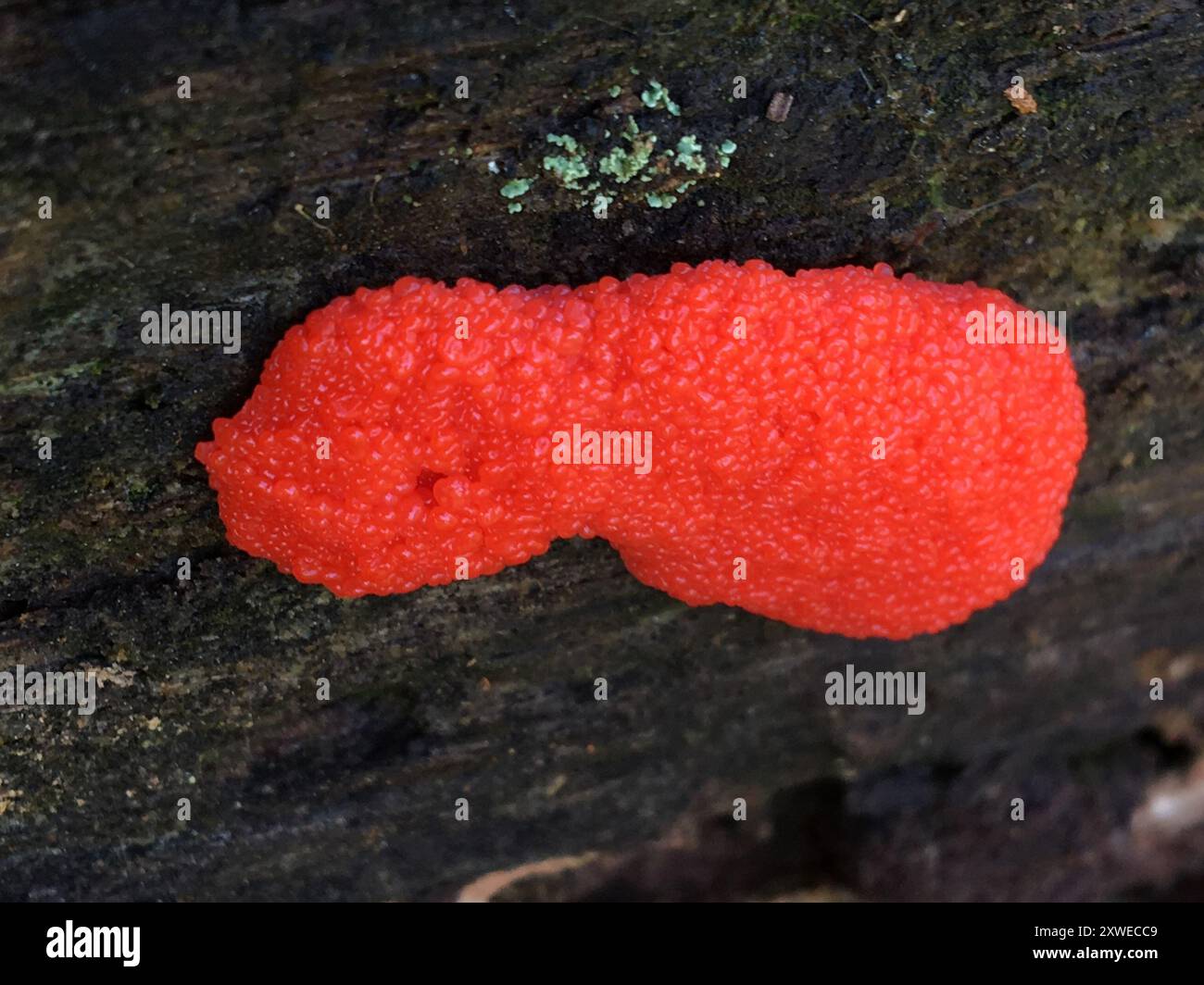 Red Raspberry Slime Mold (Tubifera ferruginosa) Protozoa Stock Photo ...