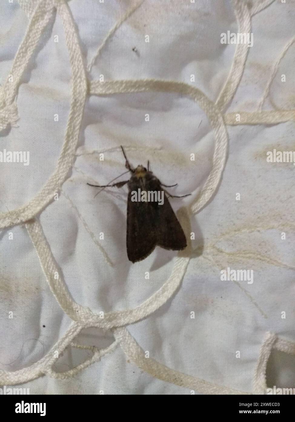 Owlet Moths and Allies (Noctuoidea) Insecta Stock Photo - Alamy