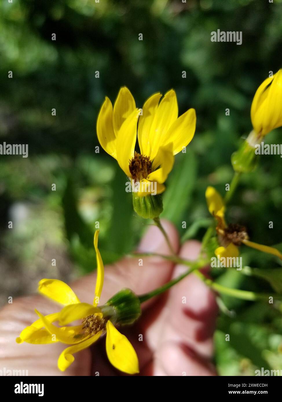 Arrowleaf Senecio (Senecio triangularis) Plantae Stock Photo - Alamy