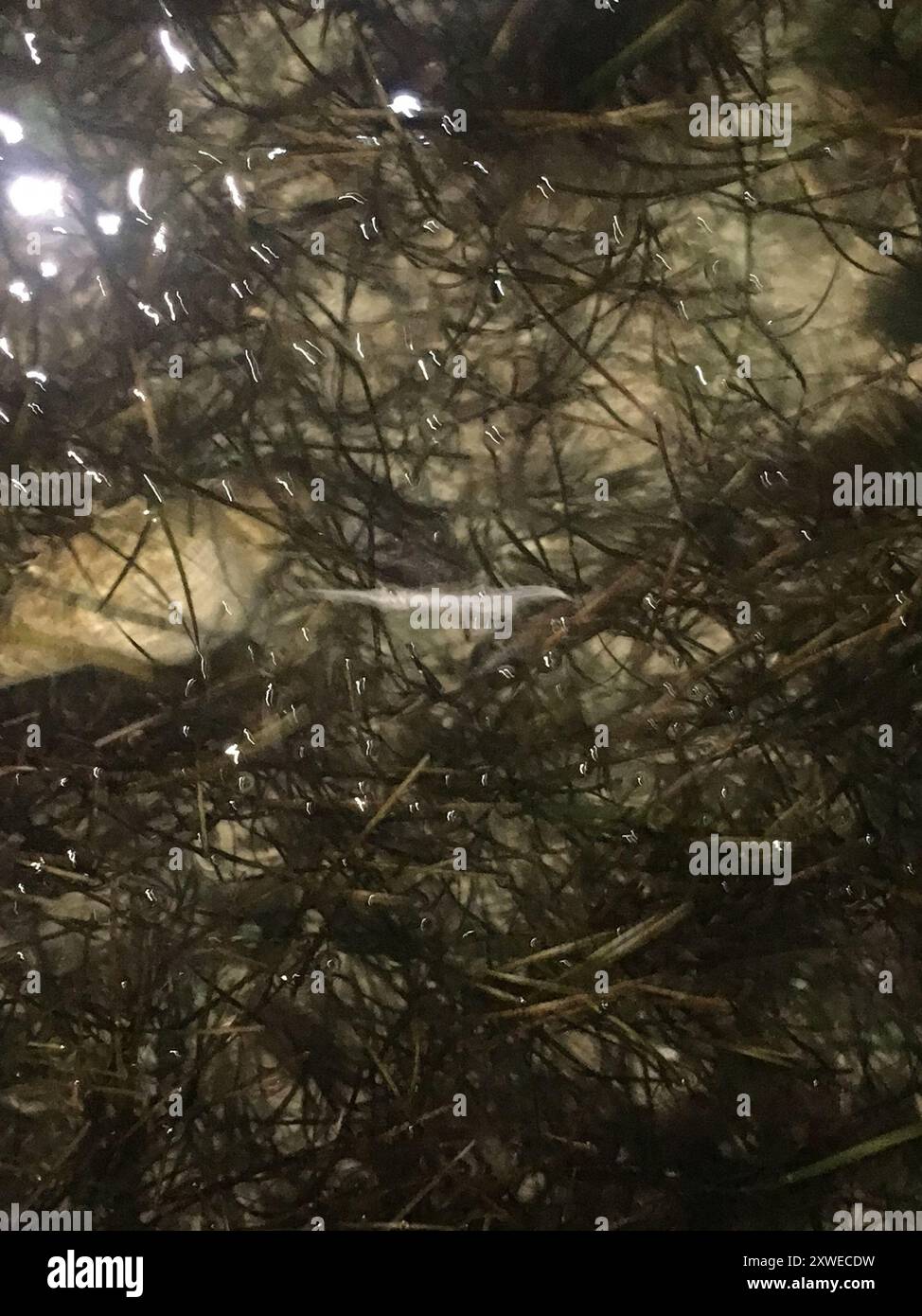 Needlefishes (Belonidae) Actinopterygii Stock Photo - Alamy