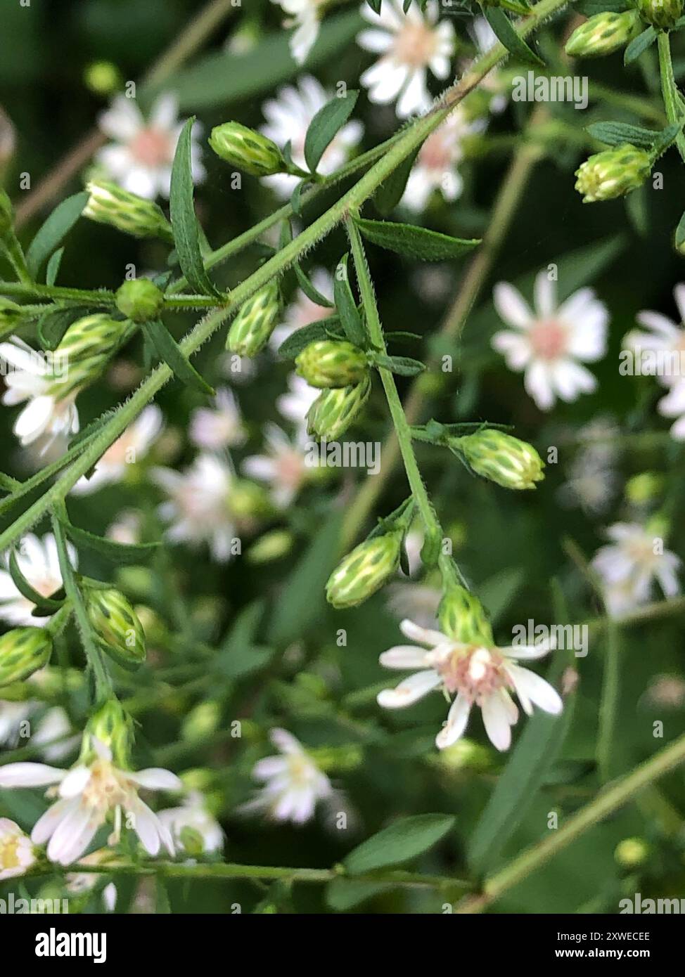 calico aster (Symphyotrichum lateriflorum) Plantae Stock Photo - Alamy