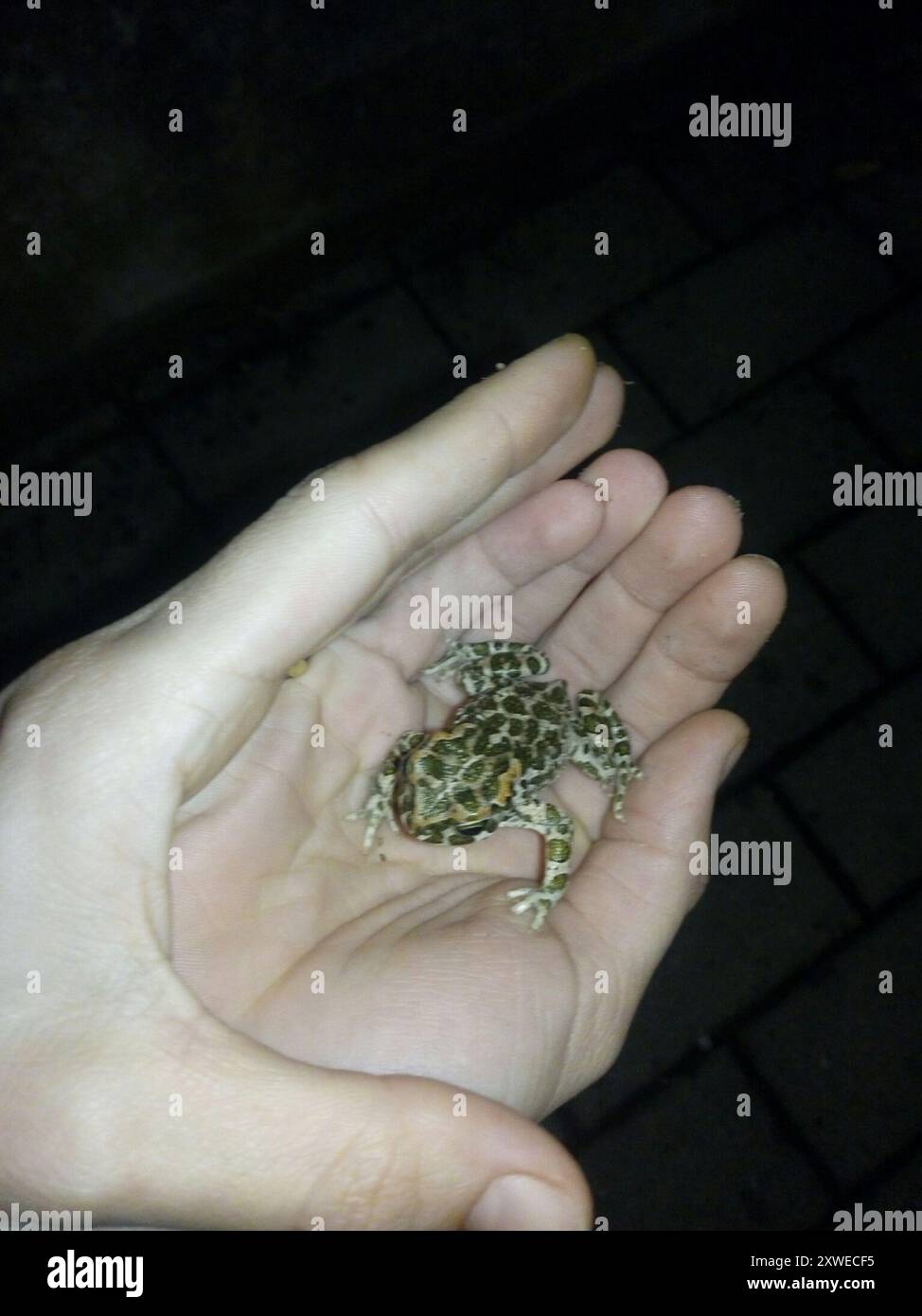 Balearic Green Toad (Bufotes viridis balearicus) Amphibia Stock Photo ...