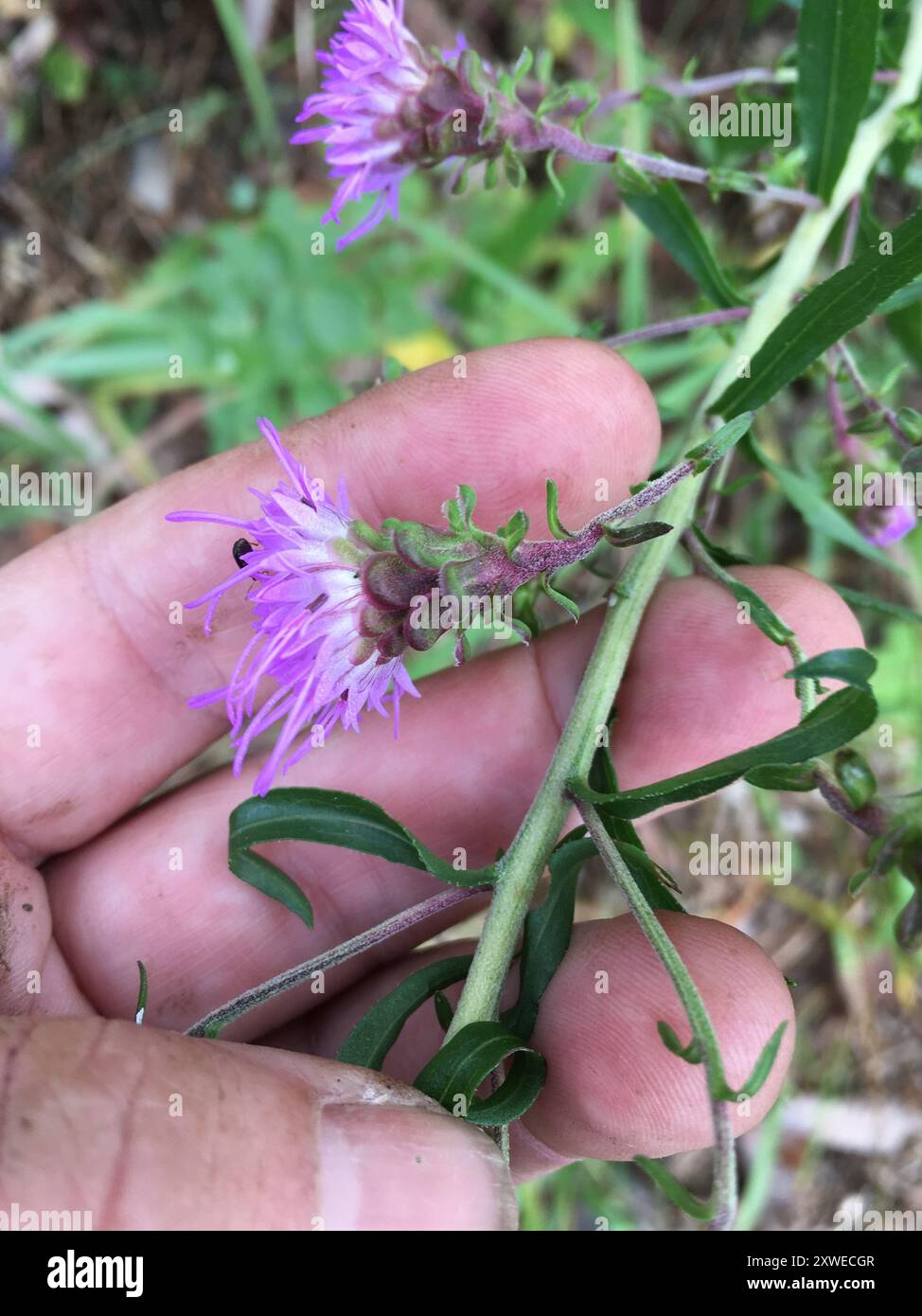 devil's bite (Liatris scariosa) Plantae Stock Photo - Alamy