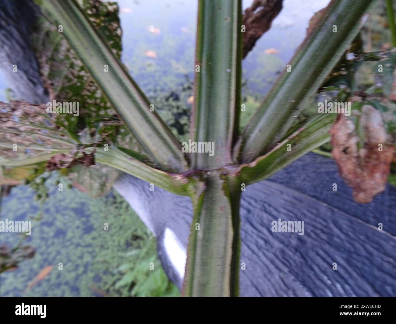 Water Figwort (Scrophularia auriculata) Plantae Stock Photo - Alamy