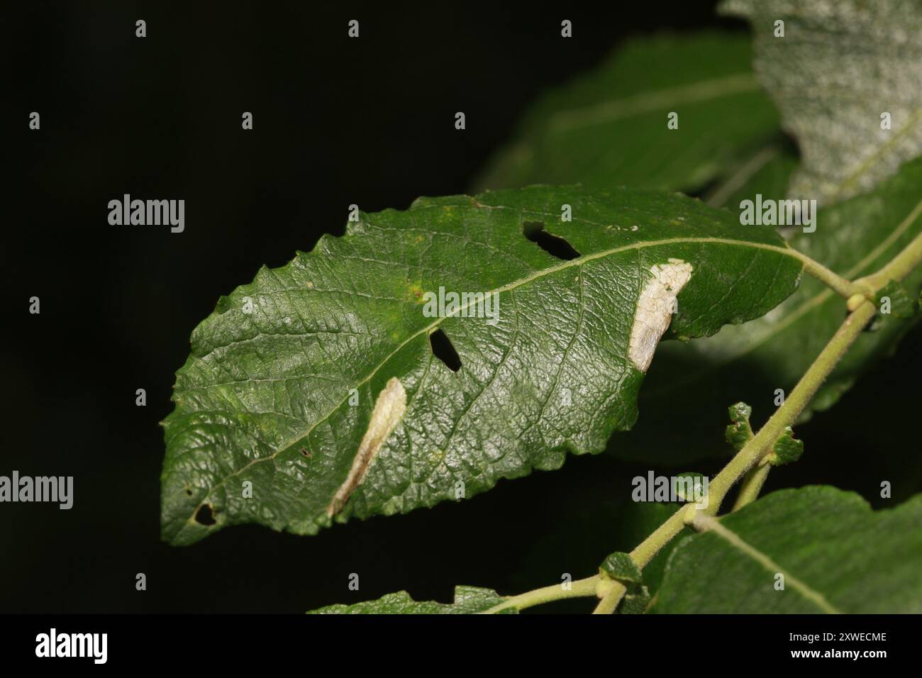 Willow Midget (Phyllonorycter salictella) Insecta Stock Photo - Alamy