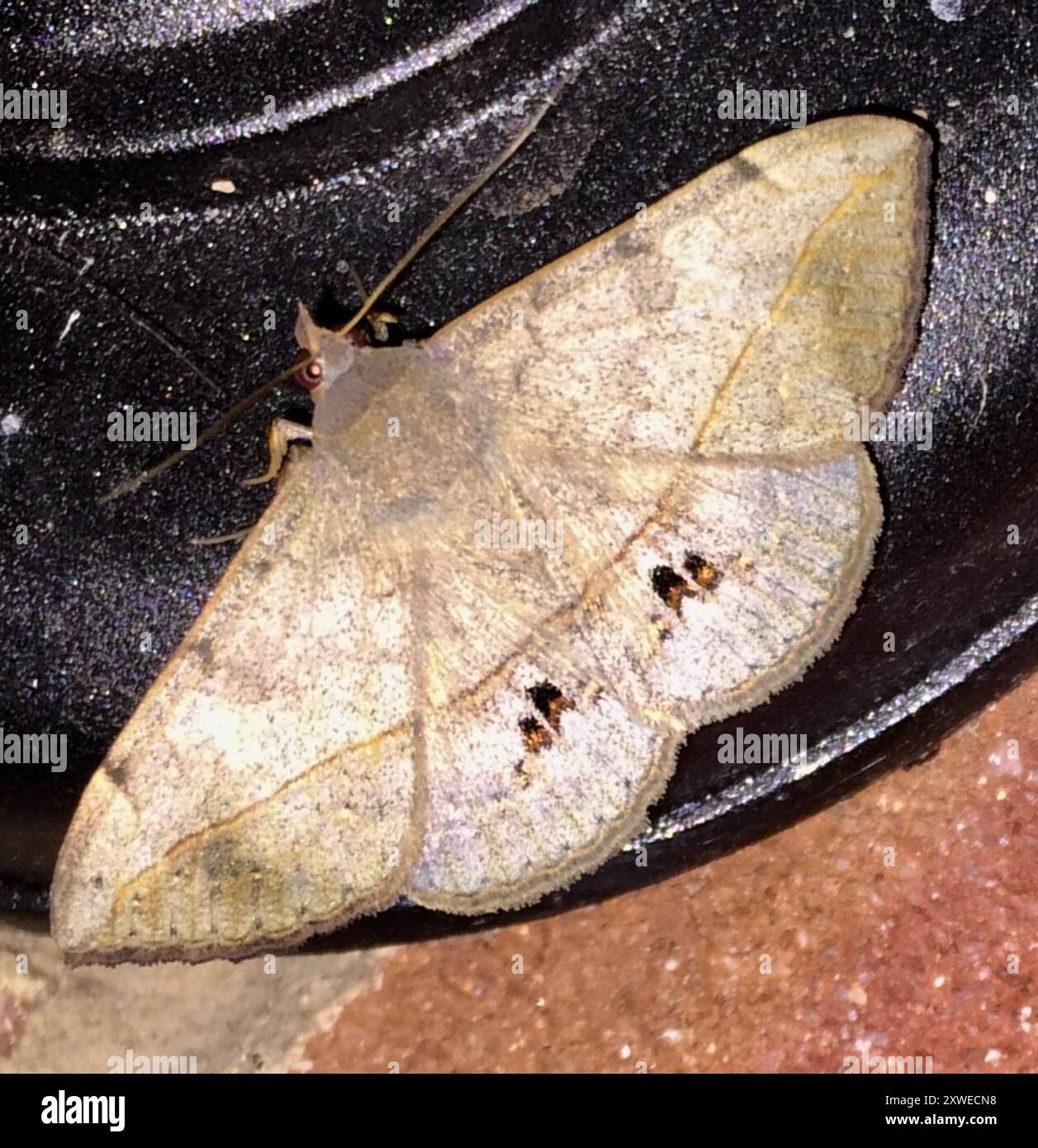 Velvetbean Caterpillar Moth (Anticarsia gemmatalis) Insecta Stock Photo ...