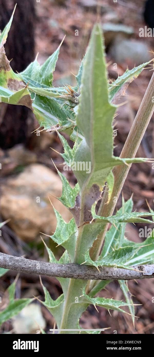 Arizona thistle (Cirsium arizonicum) Plantae Stock Photo - Alamy