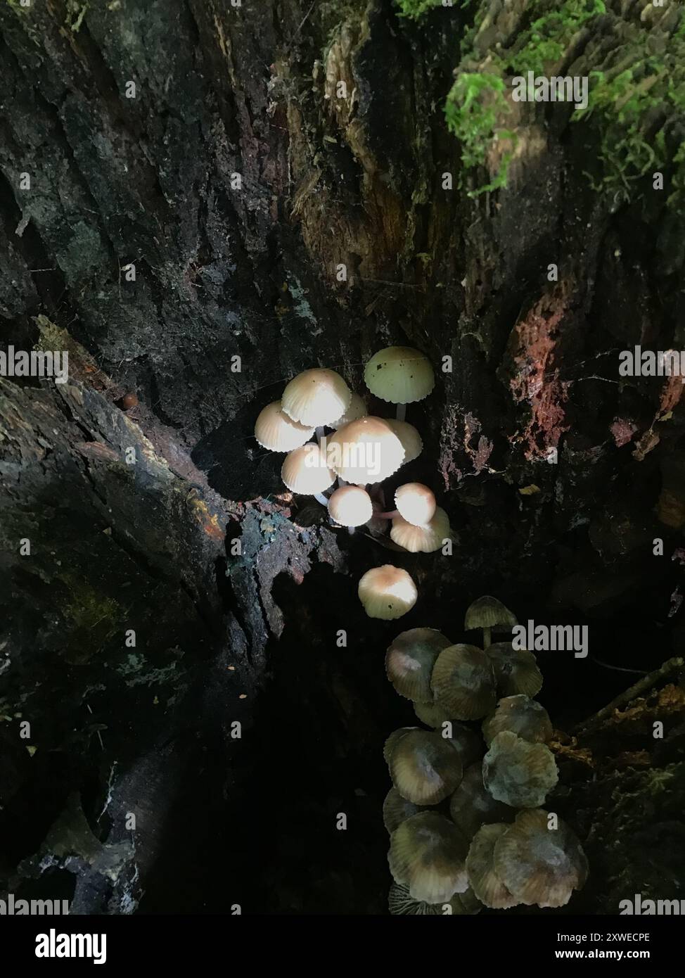 clustered bonnet (Mycena inclinata) Fungi Stock Photo - Alamy