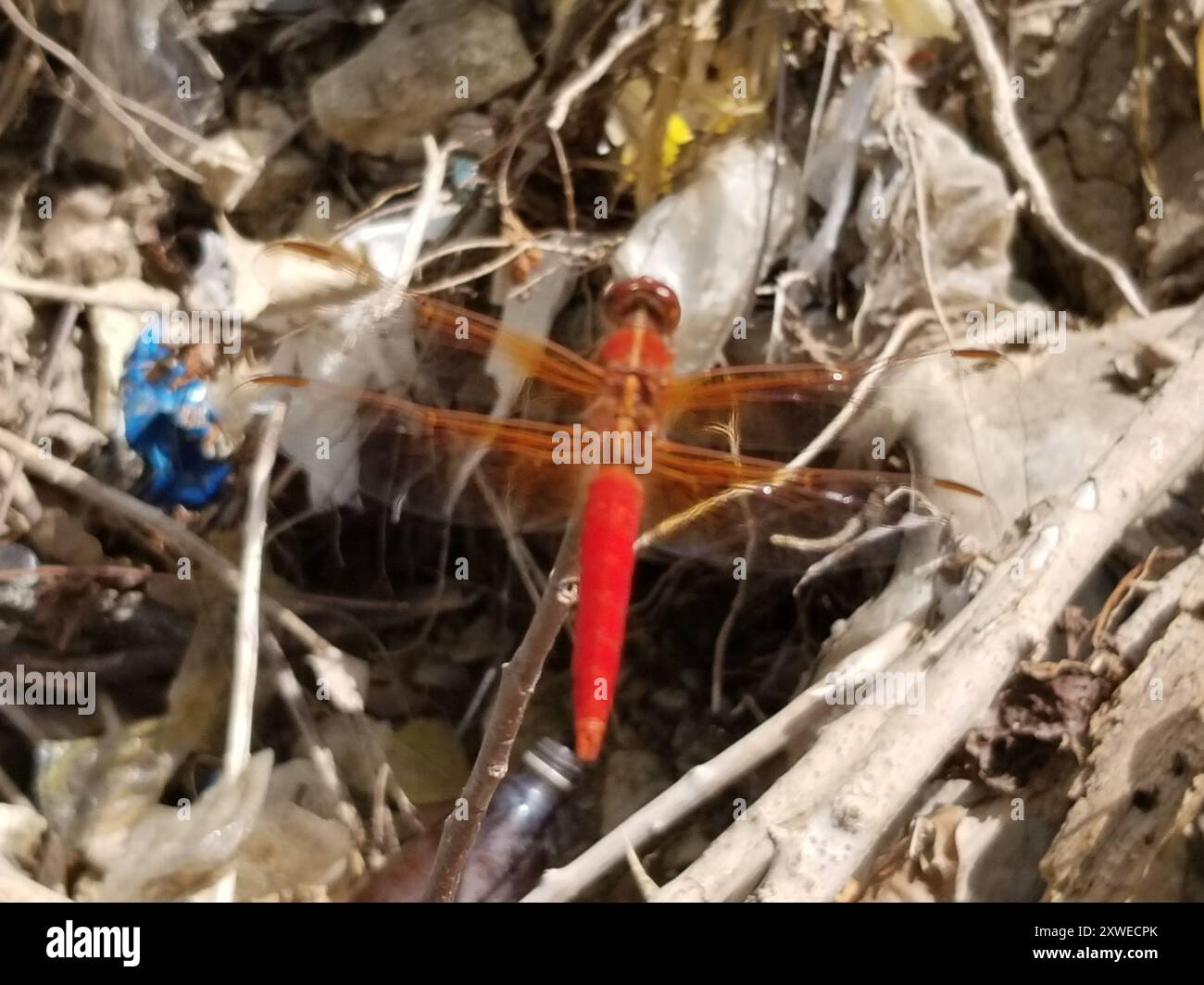 Neon Skimmer (Libellula croceipennis) Insecta Stock Photo - Alamy