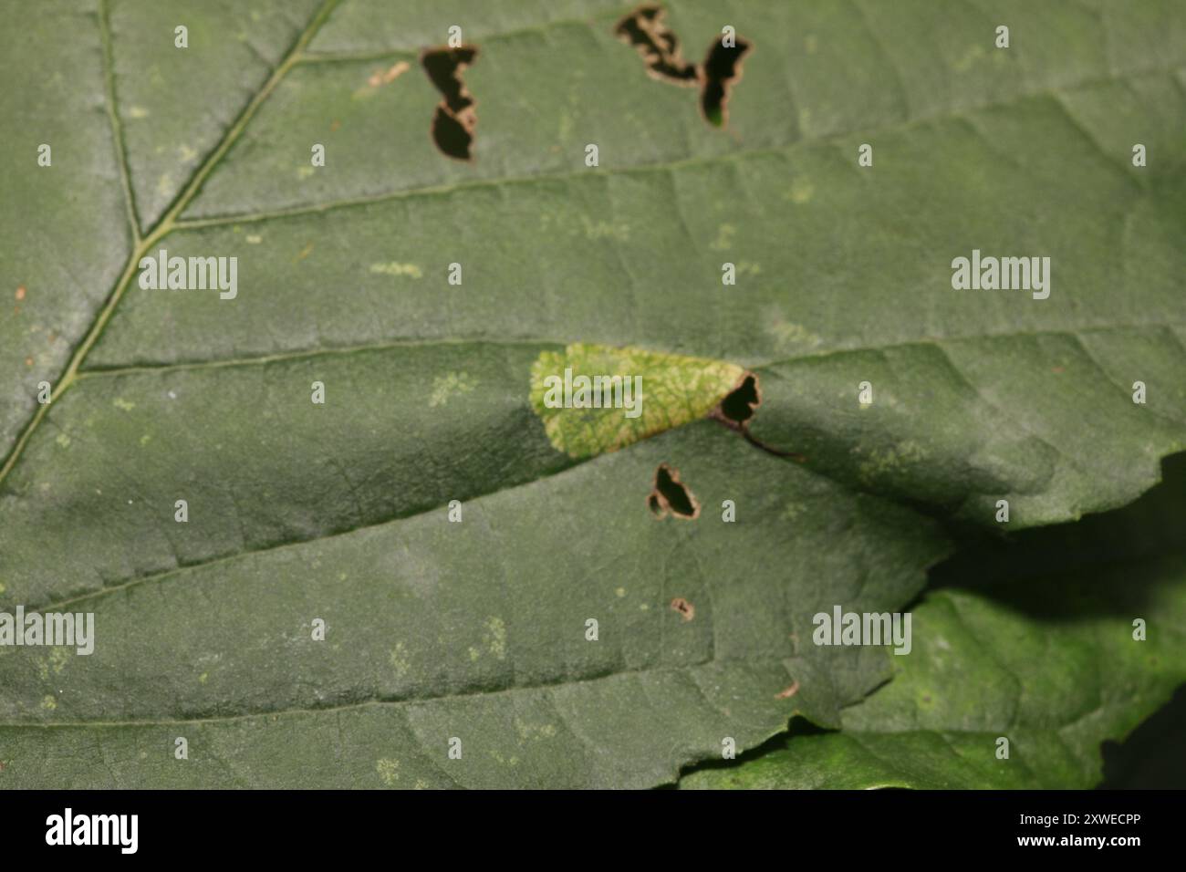 Common Alder Midget (Phyllonorycter rajella) Insecta Stock Photo - Alamy