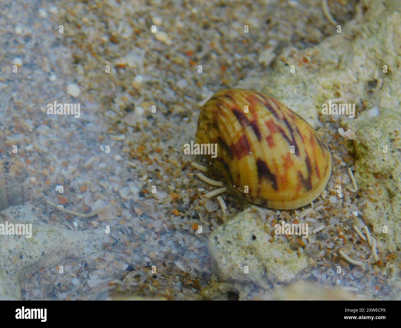 Bleeding Tooth Nerite (Nerita peloronta) Mollusca Stock Photo - Alamy
